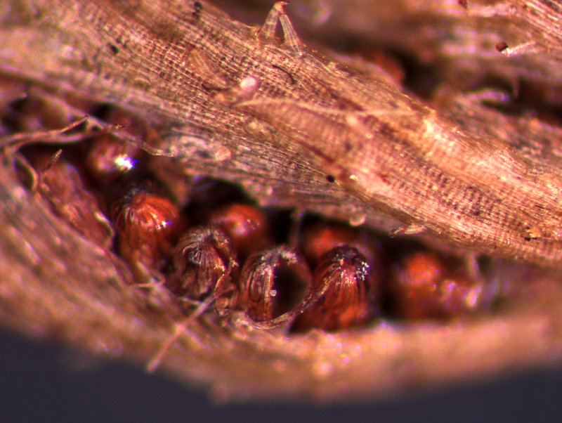 Schizaea bifida - The University of Auckland